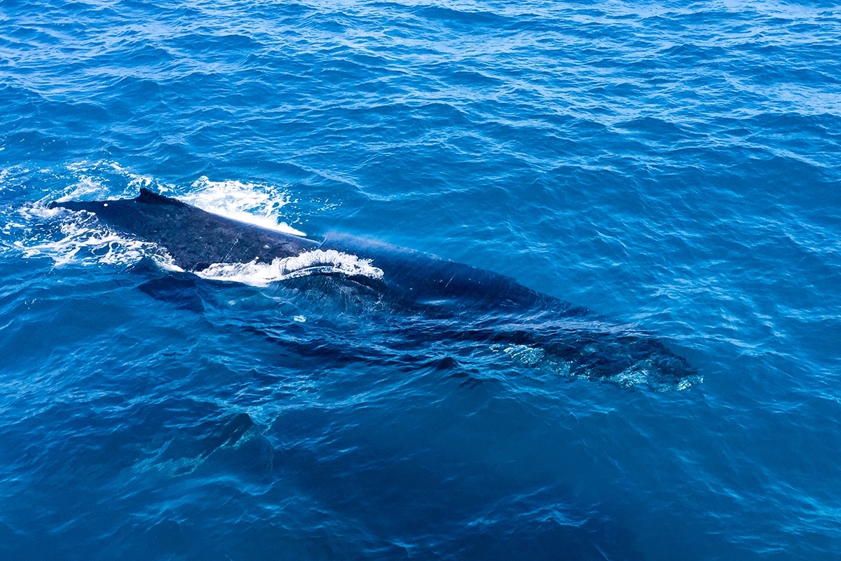 Les baleines à Moreton Island dans la région Queensland en Australie ...
