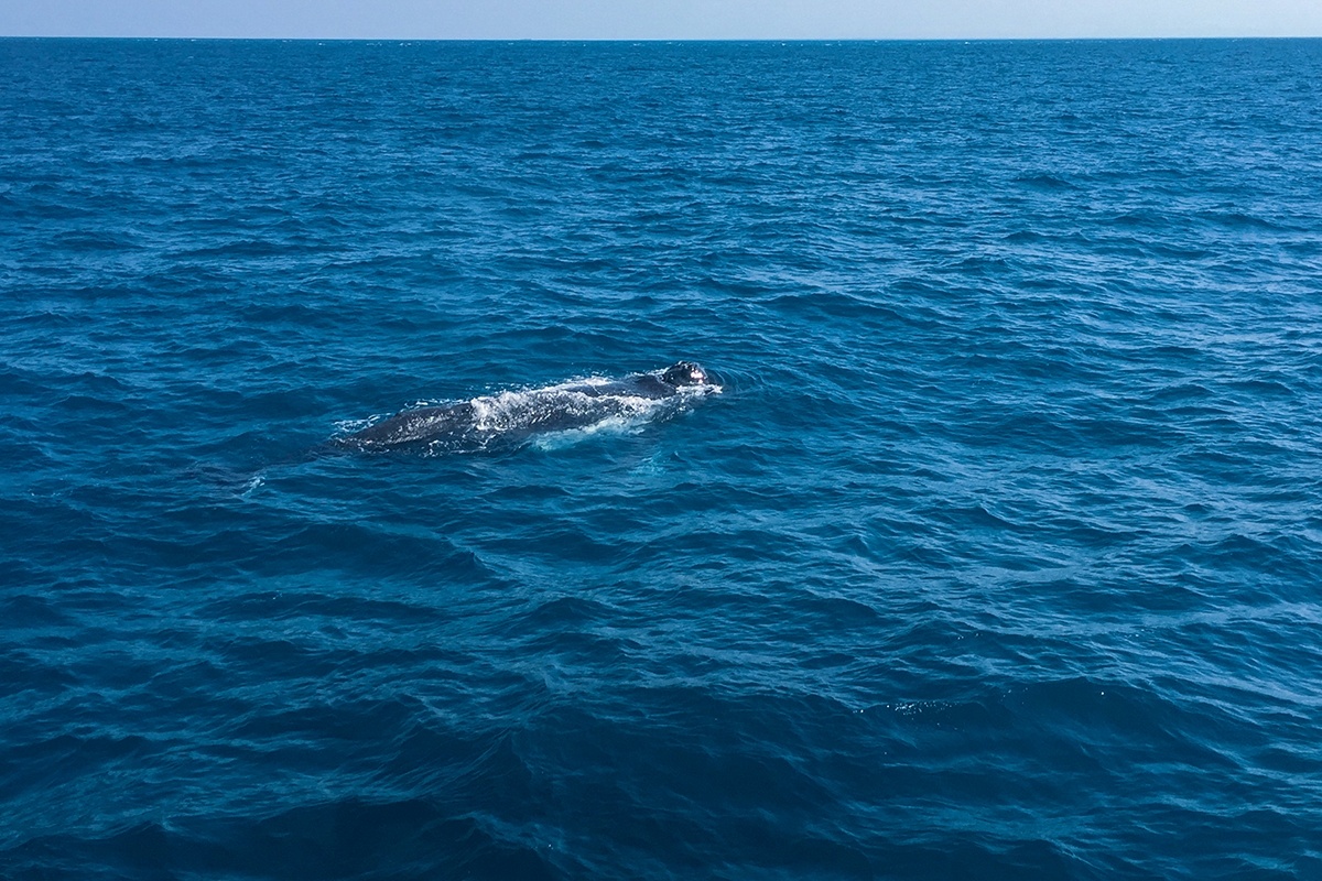 Les baleines à Moreton Island dans la région Queensland en Australie ...