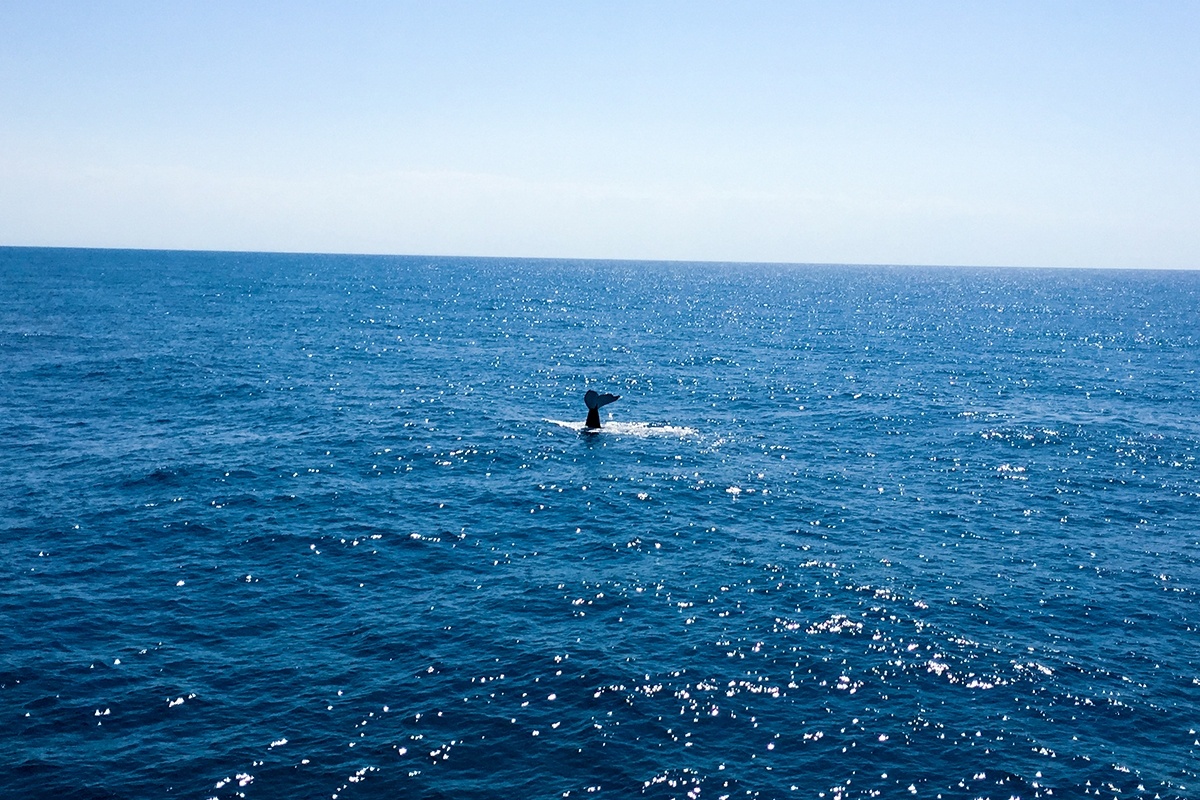 Les baleines à Moreton Island dans la région Queensland en Australie ...