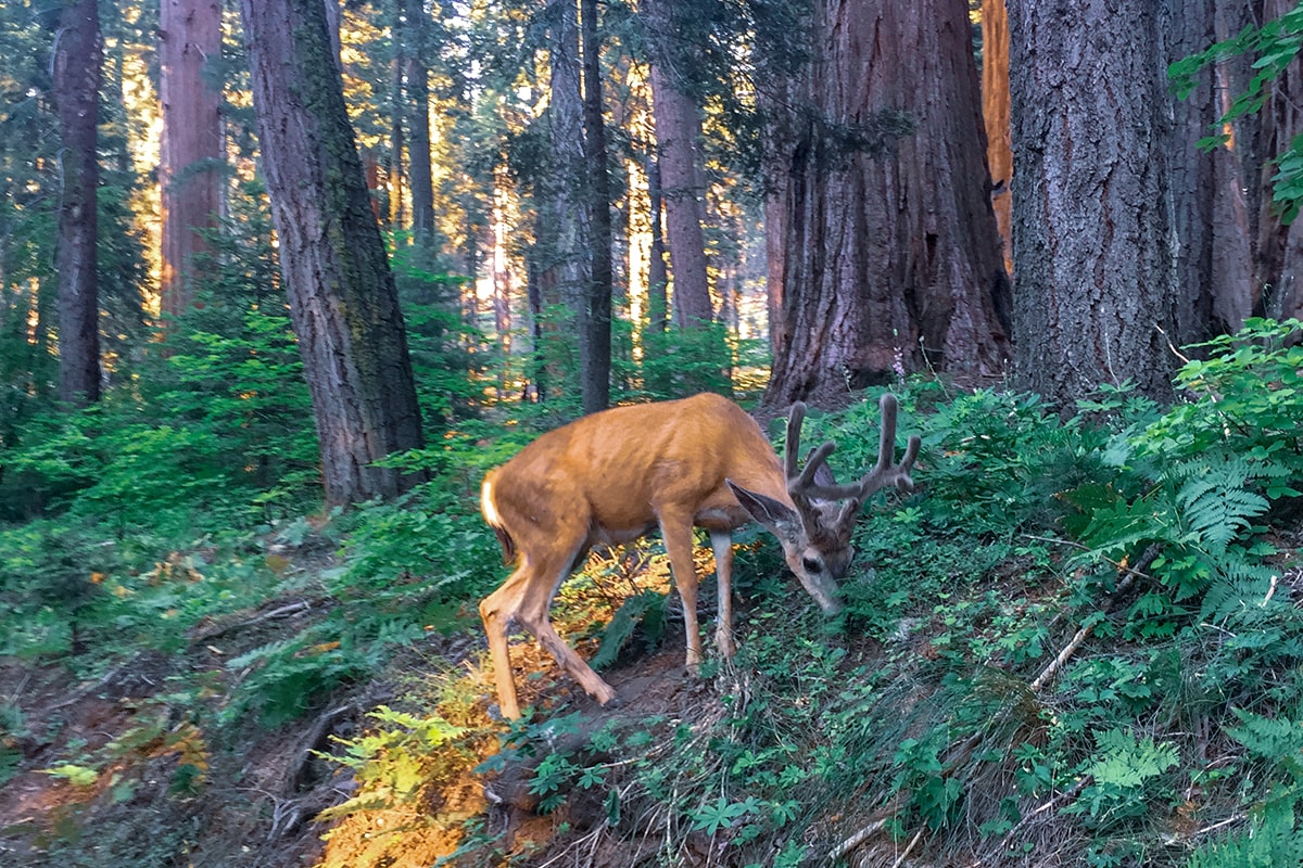 Visiter le parc national Sequoia (nos incontournables) - La Poze | Blog ...