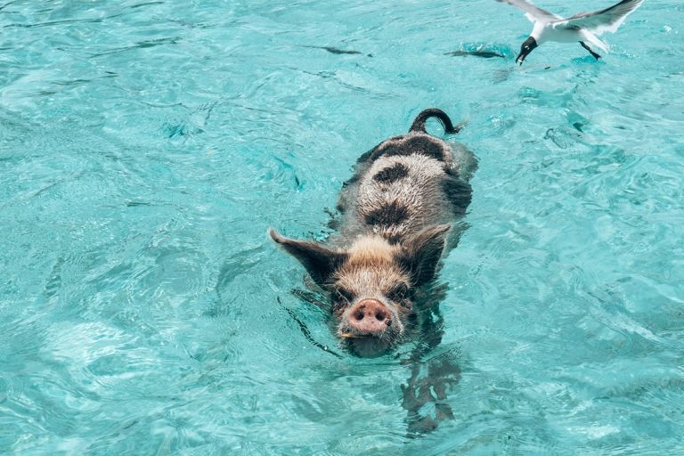 Notre voyage aux Bahamas (Itinéraire, conseils & incontournables) - La ...